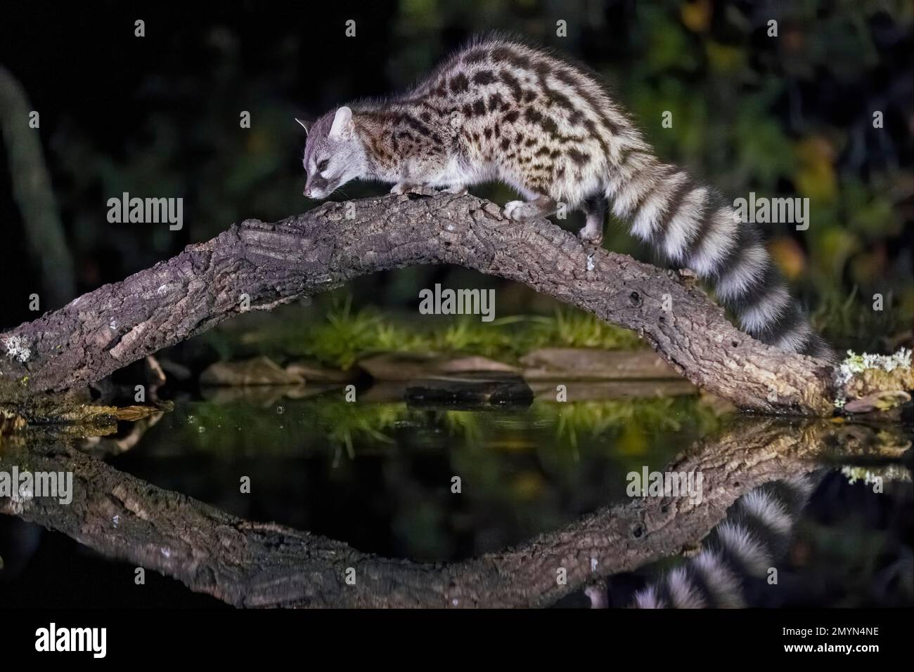 Genette commune Banque de photographies et d’images à haute résolution ...