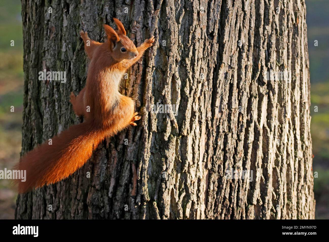 Écureuil rouge eurasien (Sciurus vulgaris) escalade d'un arbre, faune ...