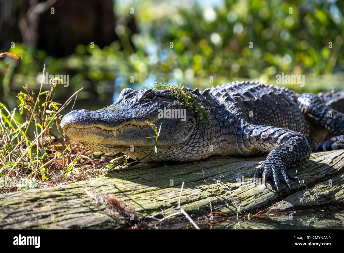 Alligator américain (Alligator mississippiensis), sur le tronc des ...