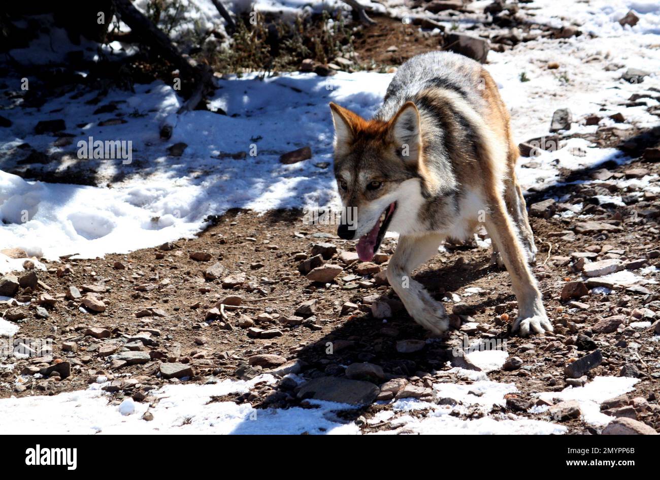 FILE - In this Dec. 7, 2011, file photo, a female Mexican gray wolf is ...