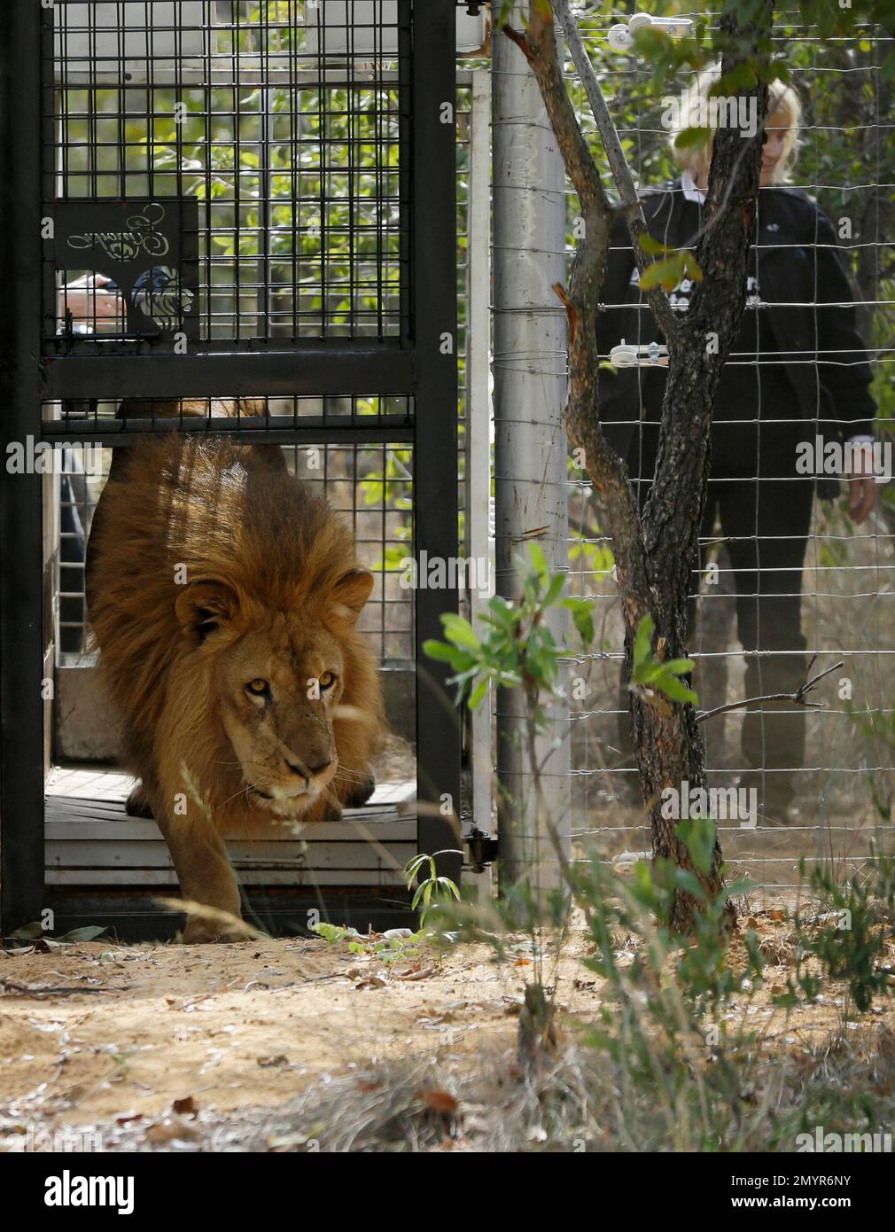 A former circus lion is released into an enclosure, at Emoya Big Cat ...