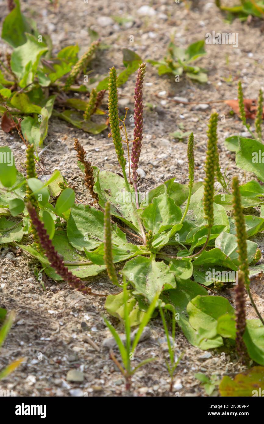 Plante plantain à fleurs sur sol sableux. Plantago plantain à grandes ...