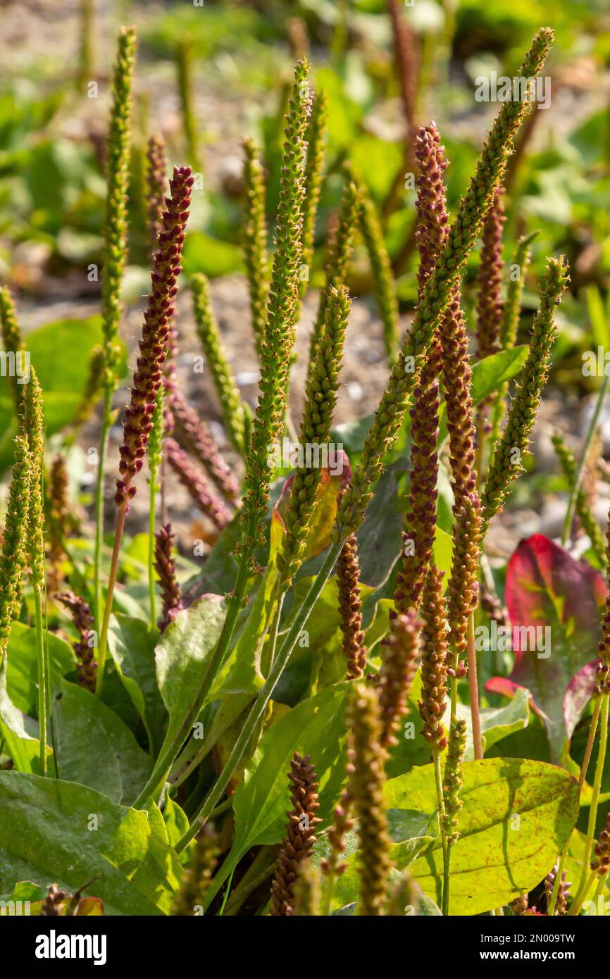 Plante plantain à fleurs sur sol sableux. Plantago plantain à grandes ...