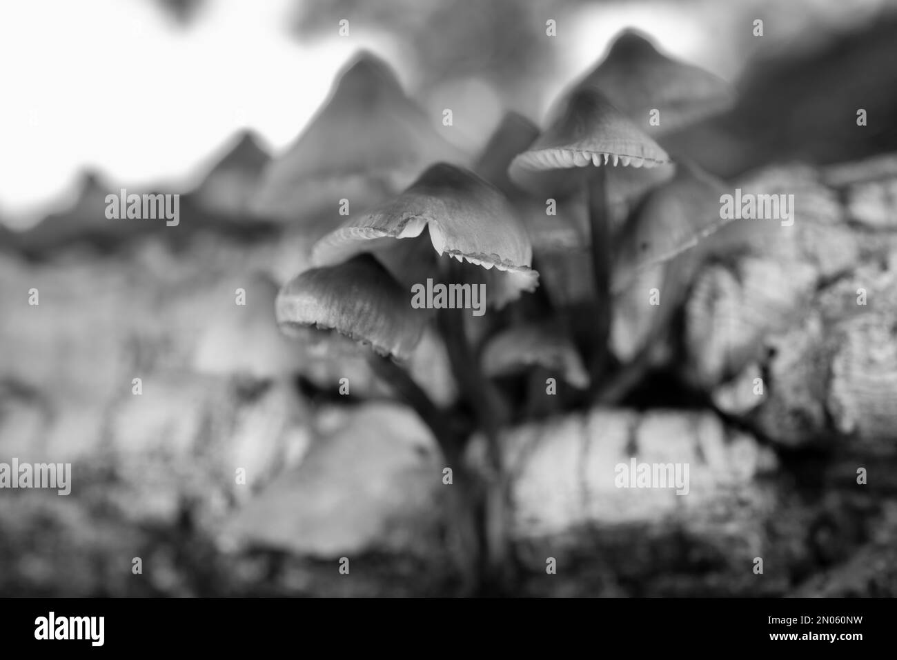 Champignon bois mort Banque d'images noir et blanc - Alamy