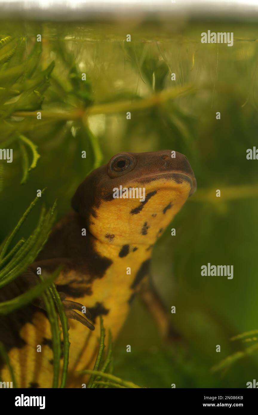 Gros plan sur un nouveau-né à queue d'épée de Riu Kiu japonais en ...