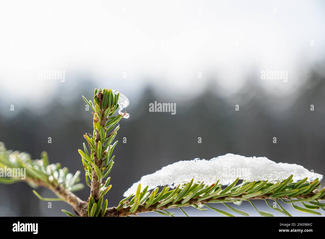 Fonte des neiges sur une branche Banque de photographies et d’images à ...