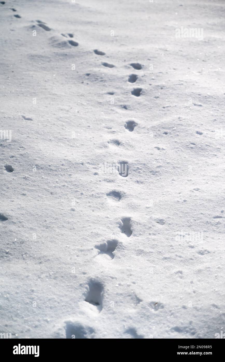 Traces de pas dans la neige.empreintes d'animaux dans la neige.sentier ...