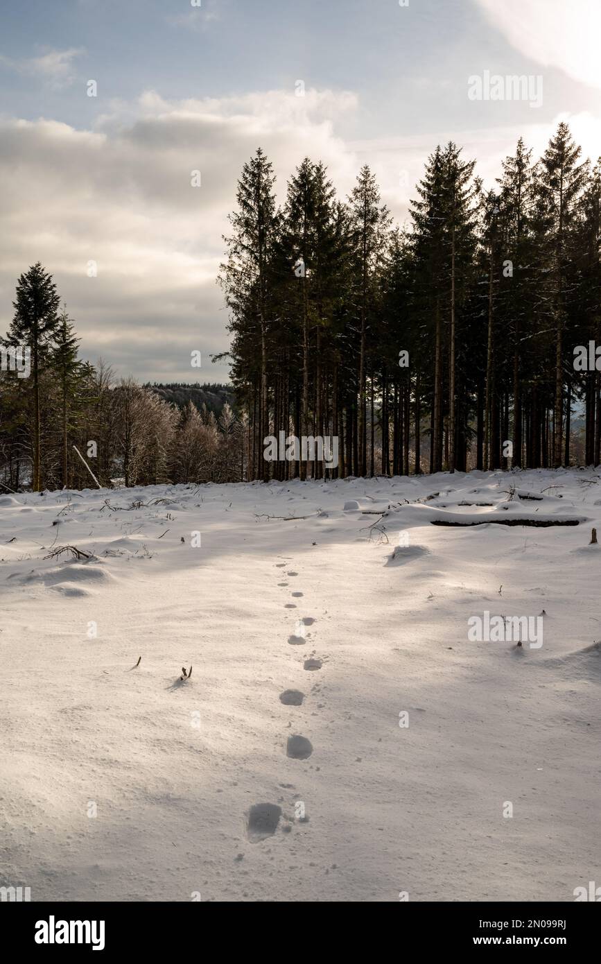 Marquage humain en hiver Banque de photographies et d’images à haute ...