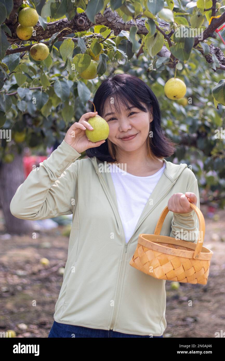 Femme dans un verger Banque de photographies et d’images à haute ...