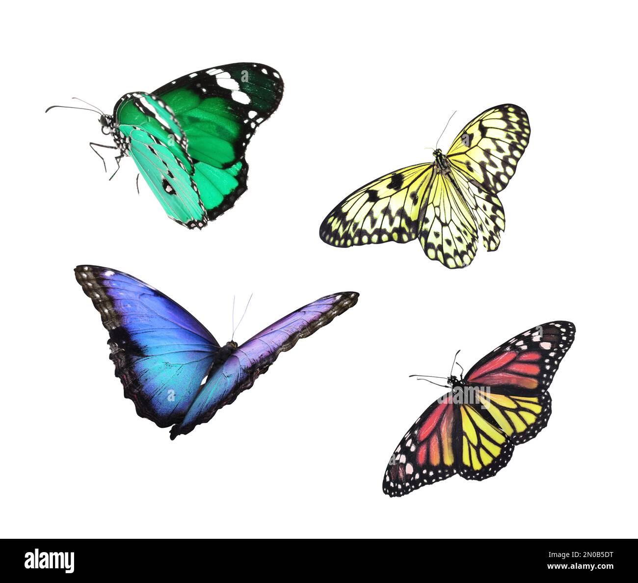 African migrant butterfly Banque d'images détourées - Alamy