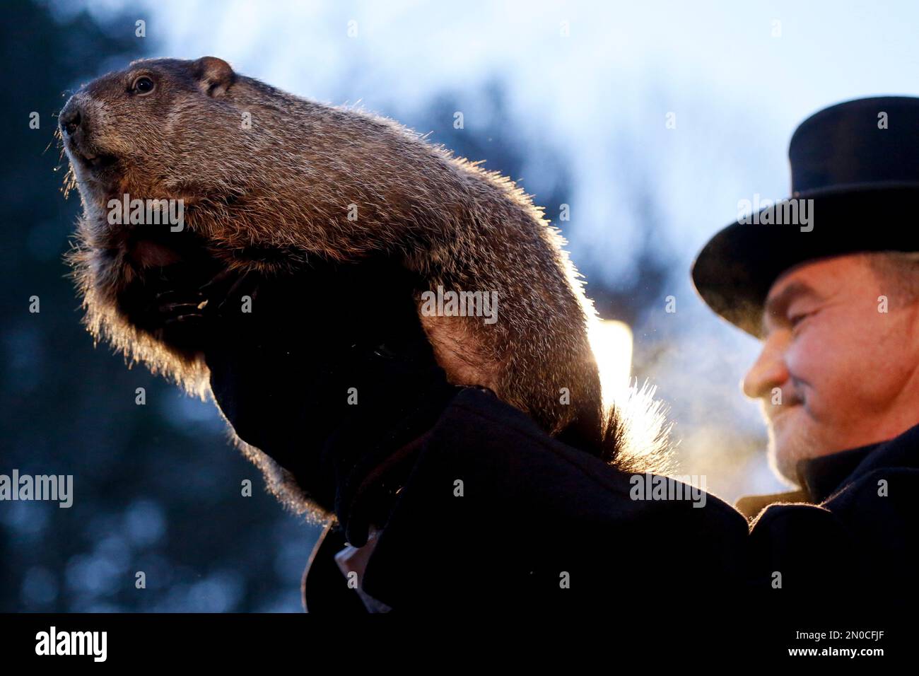 Groundhog Club handler John Griffiths holds Punxsutawney Phil, the ...