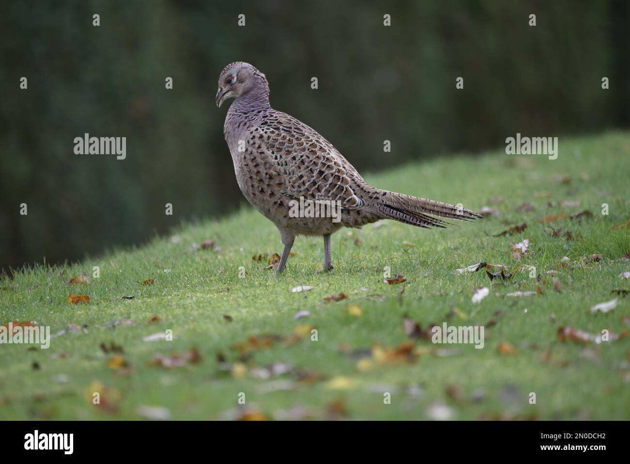 Gros plan image du profil gauche d'un faisan commun femelle (Phasianus ...
