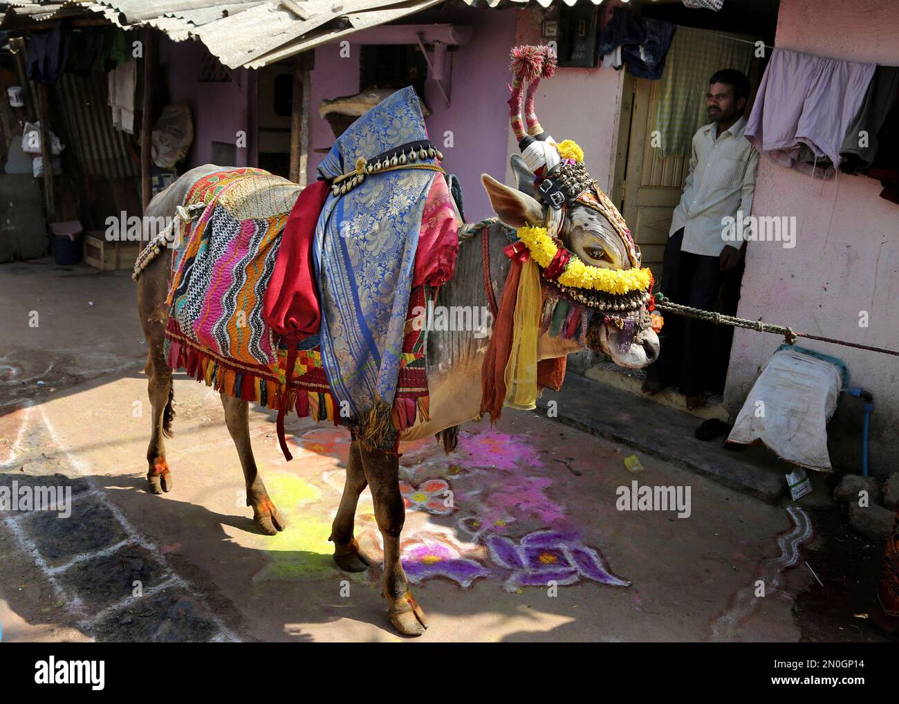 A decorated bull is taken through a street during the celebrations of ...