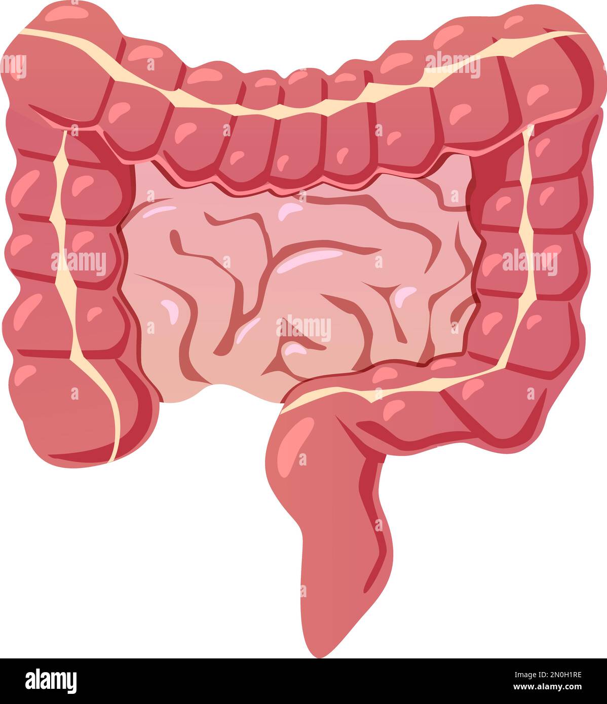 Icône de dessin animé intestin. Symbole intestin. Organe digestif Image ...
