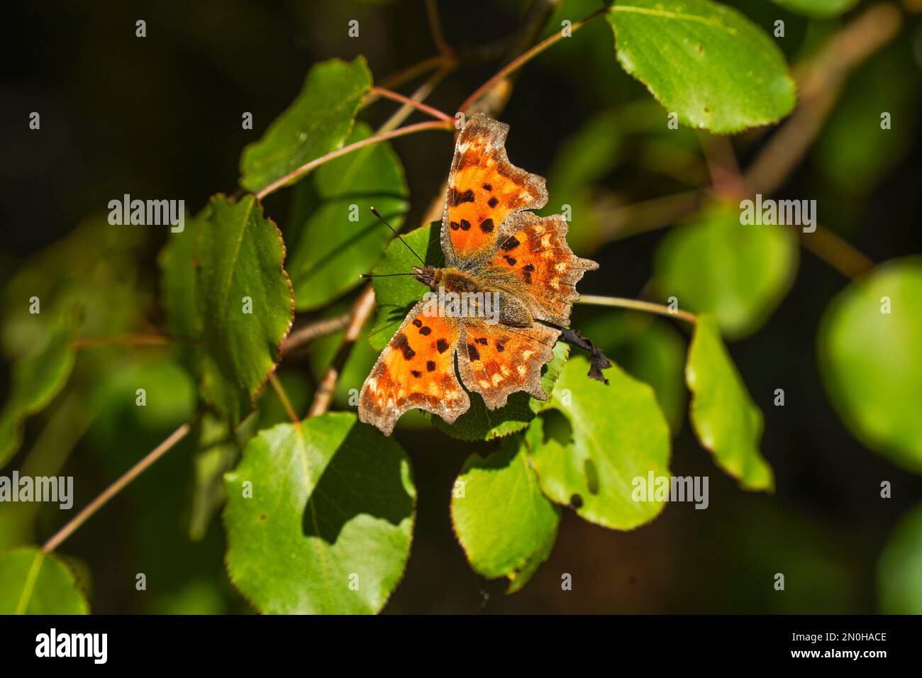Papillons de france Banque de photographies et d’images à haute ...