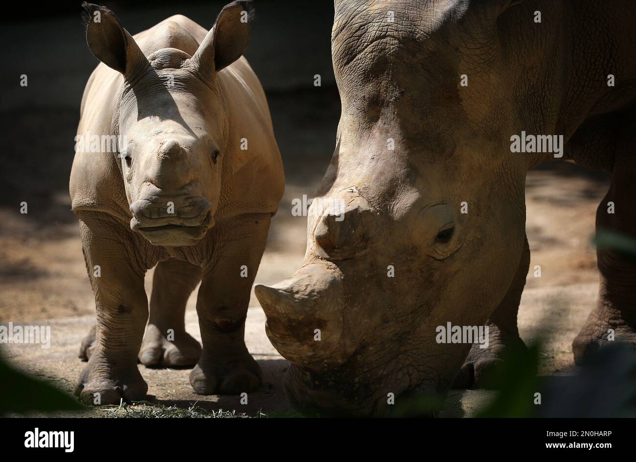 A two-month old female white rhinoceros named Vita, left, stands next ...