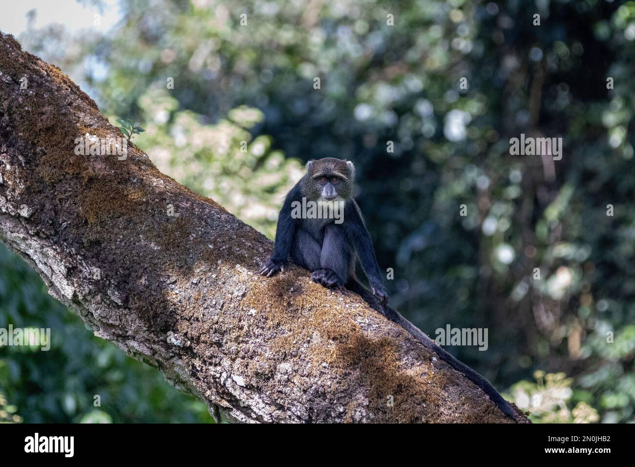 Singe bleu Banque de photographies et d’images à haute résolution - Alamy