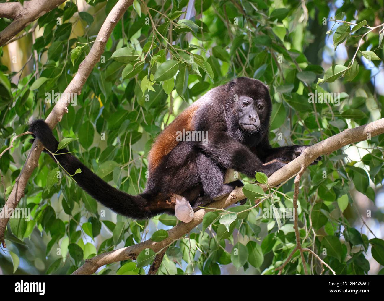 Costa rica hurleur singe guanacaste Banque de photographies et d’images ...