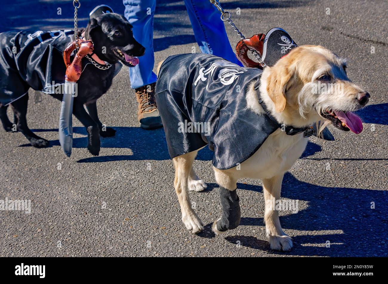 Les chiens vêtus de marche en costume dans le défilé Mystic Krewe de ...