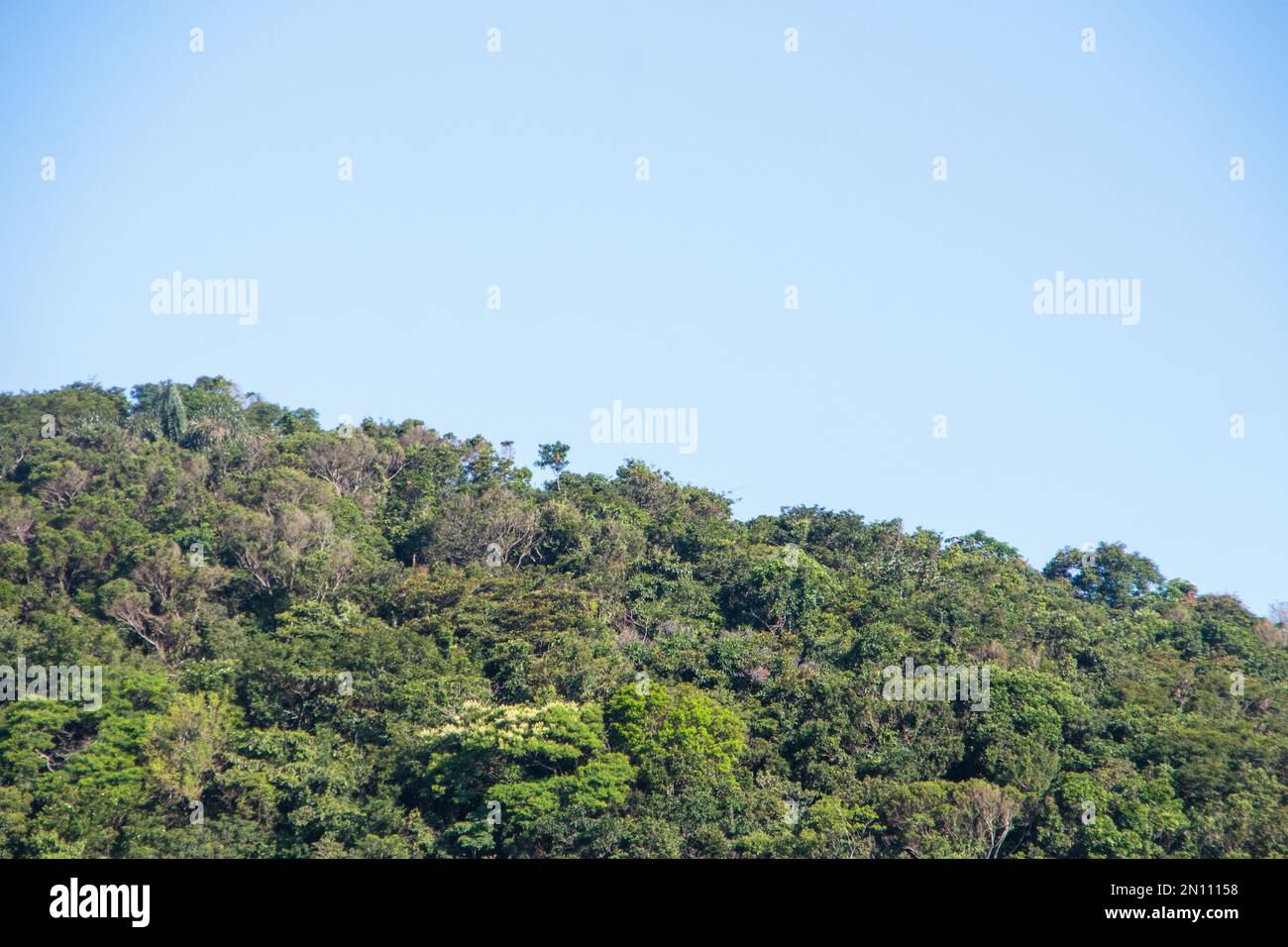 Détails d'une partie de la forêt atlantique dans la ville de Rio de ...