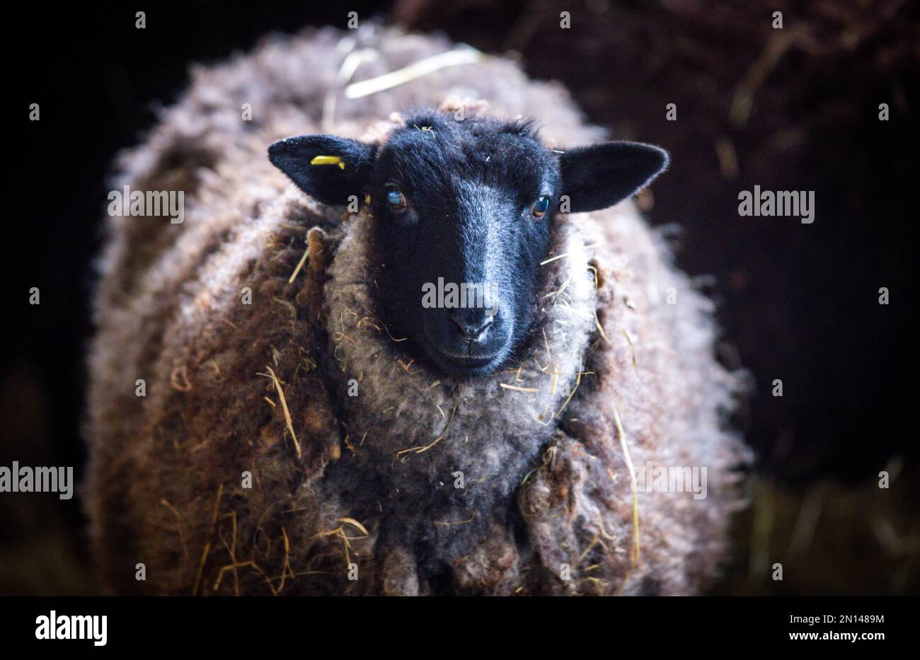 Marco scheel Banque de photographies et d’images à haute résolution - Alamy