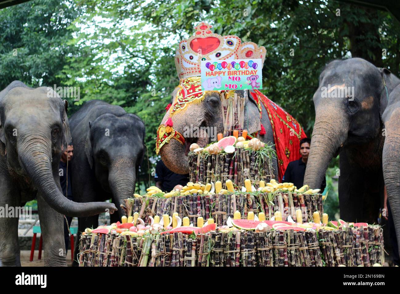 Female elephant Mo Mo, second right, eats a cake made of fruits ...
