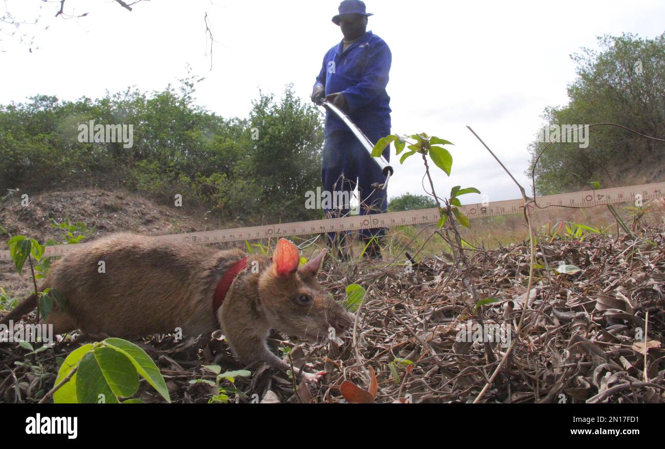 In this photo taken Wednesday Oct. 7, 2015 a rat sniffs for explosives ...