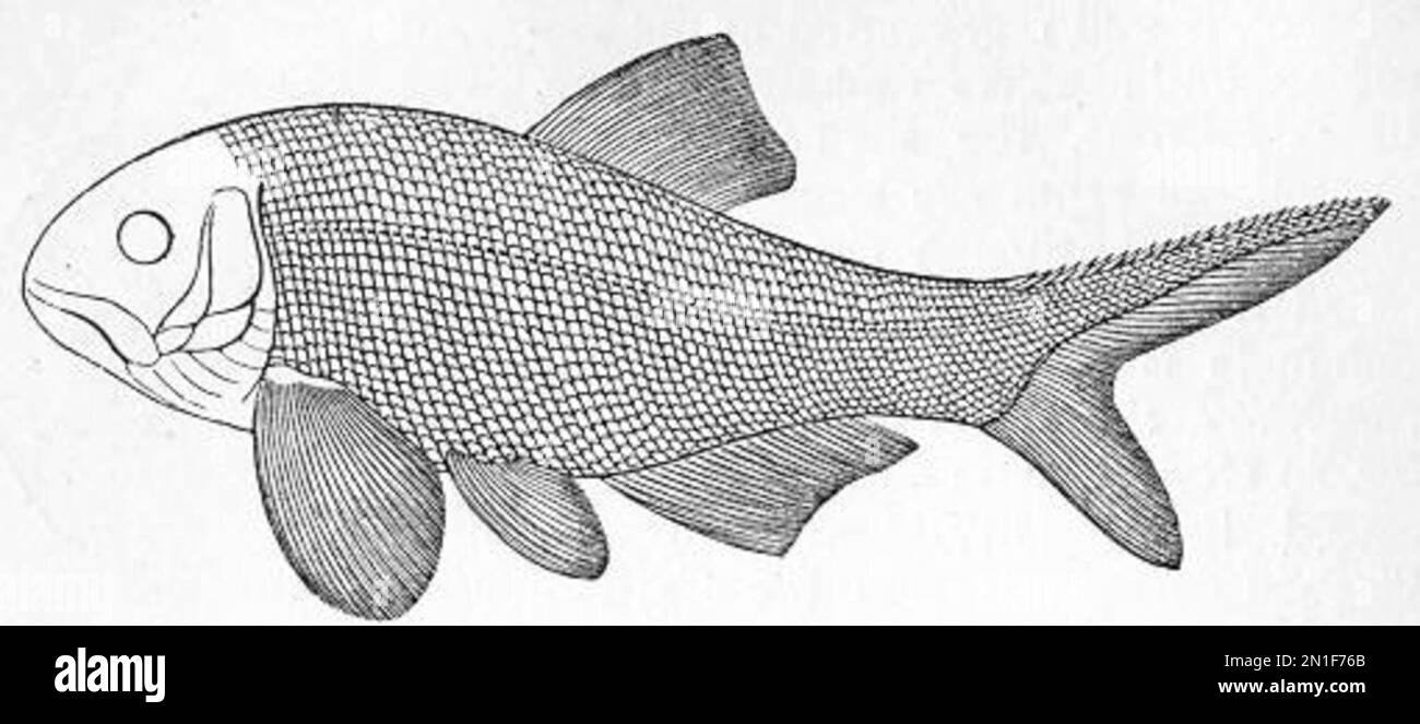 Amblypterus macropterus Banque de photographies et d’images à haute ...