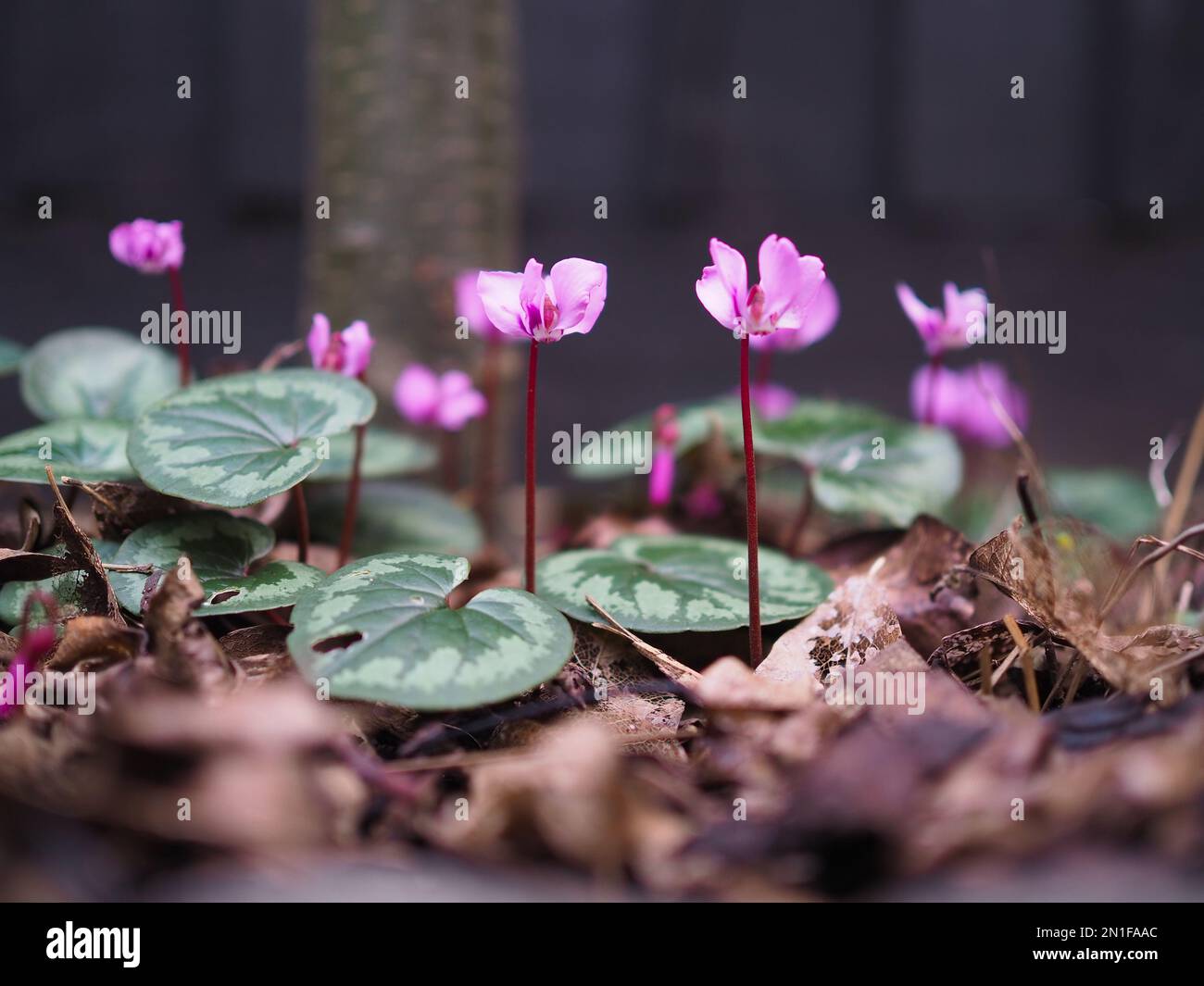 Gros plan de fleurs de coum de Cyclamen rose avec des tiges rouges ...