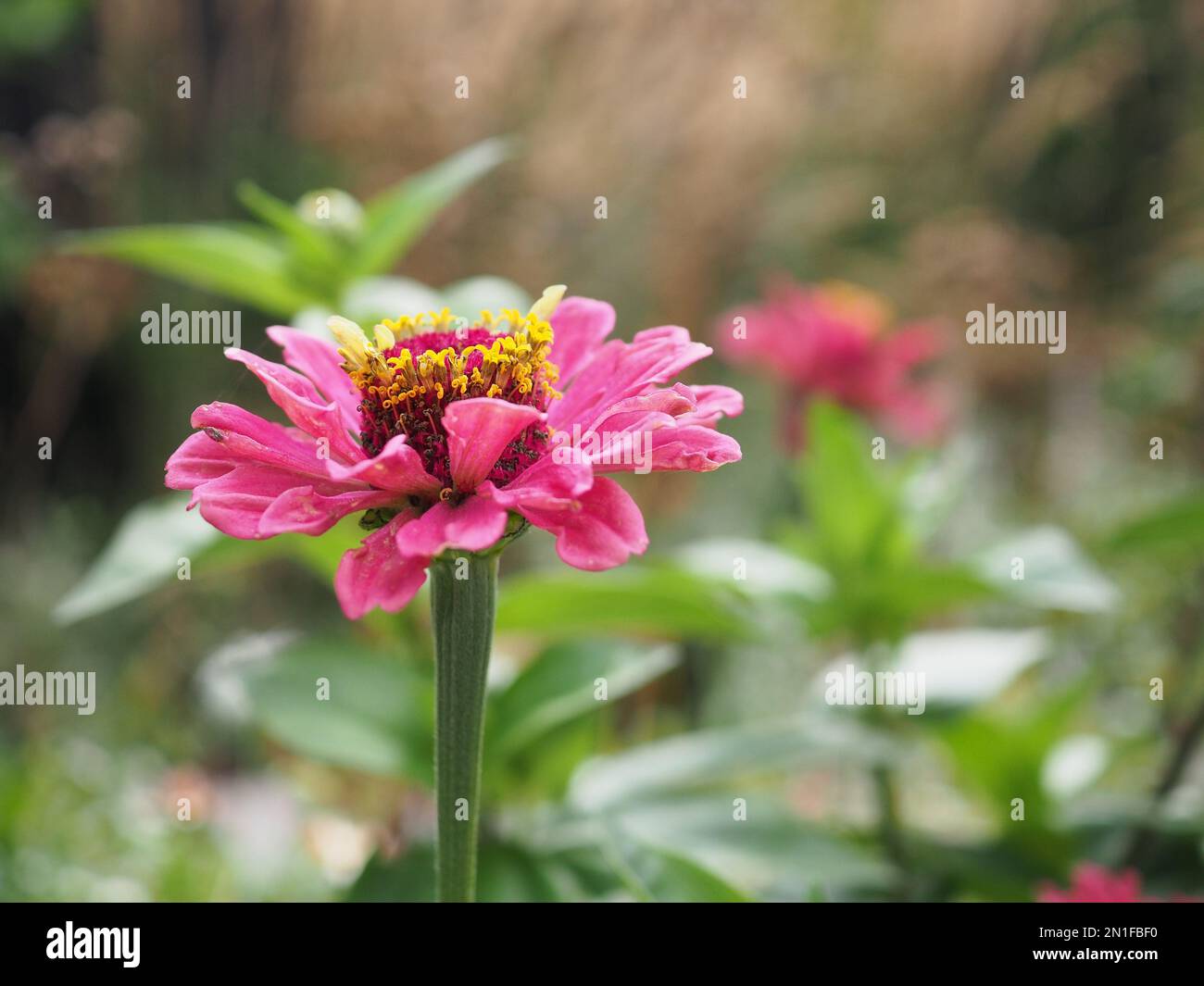 Zinnia elegans queeny lime rouge Banque de photographies et d’images à ...