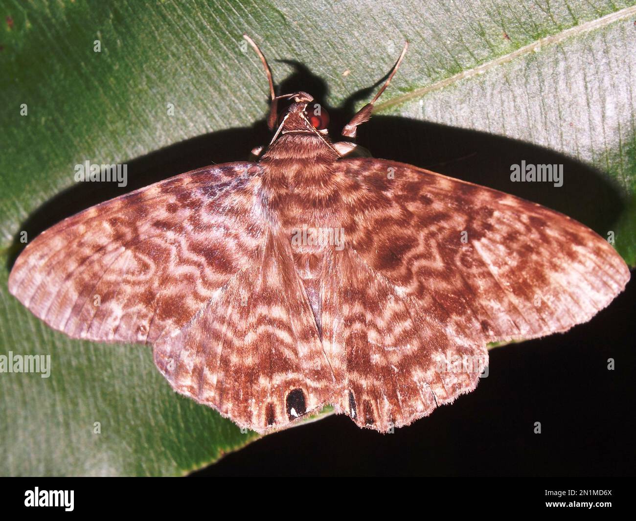 La teigne du Geometer (famille Geometridae) est une espèce indéterminée ...