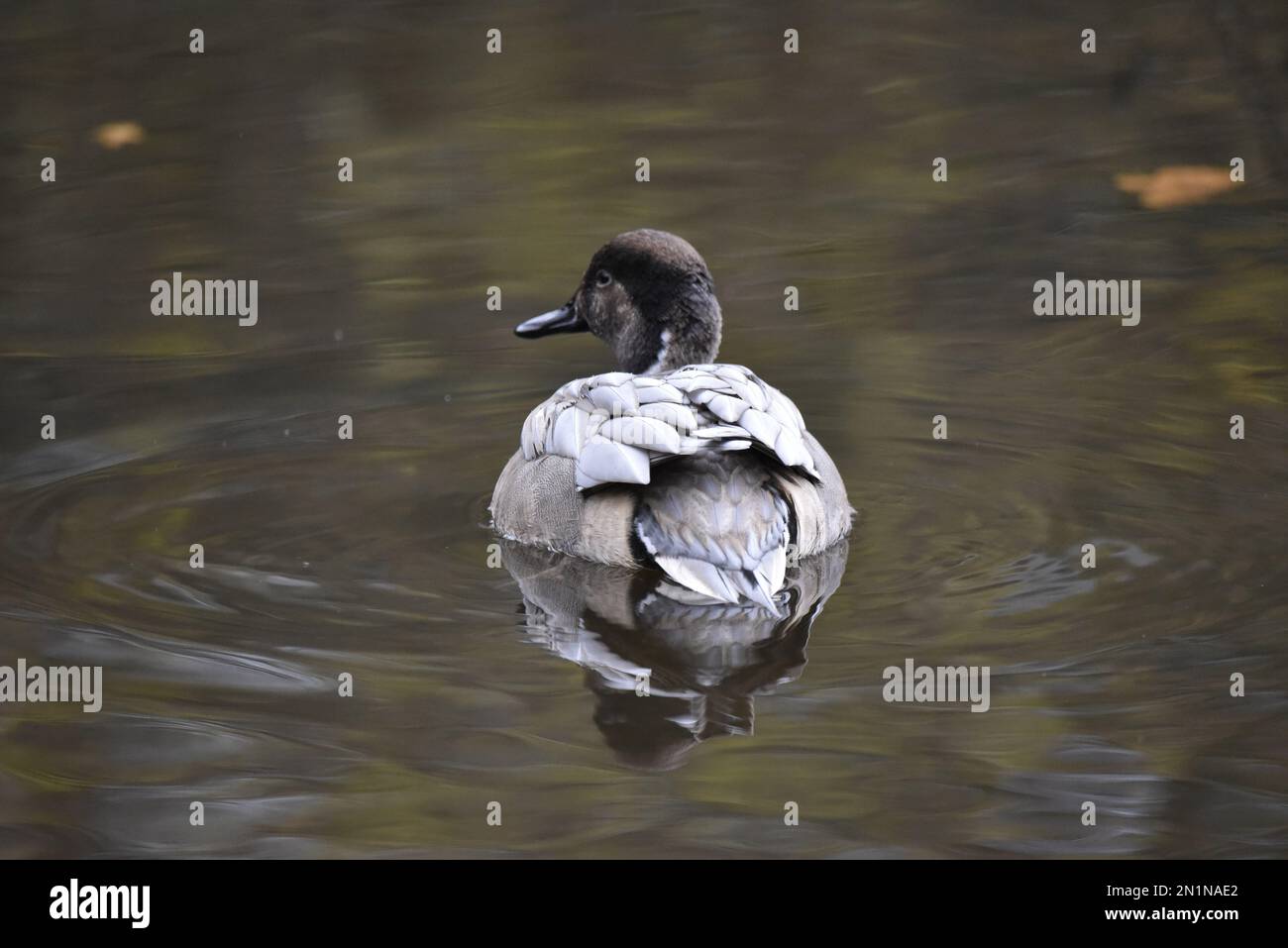 Pintail x Gadwall (Anas acuta x Anas streppera) canard hybride natation ...