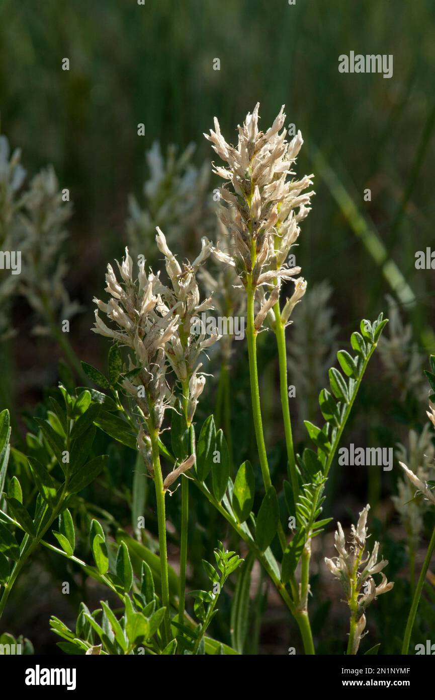 Locoweed blanc Banque de photographies et d’images à haute résolution ...