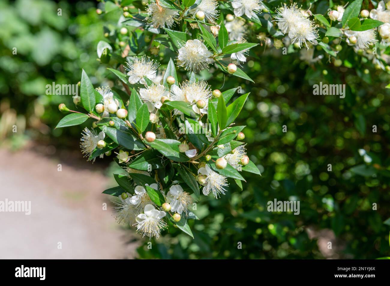 Evergreen myrtle tree myrtus communis Banque de photographies et d ...