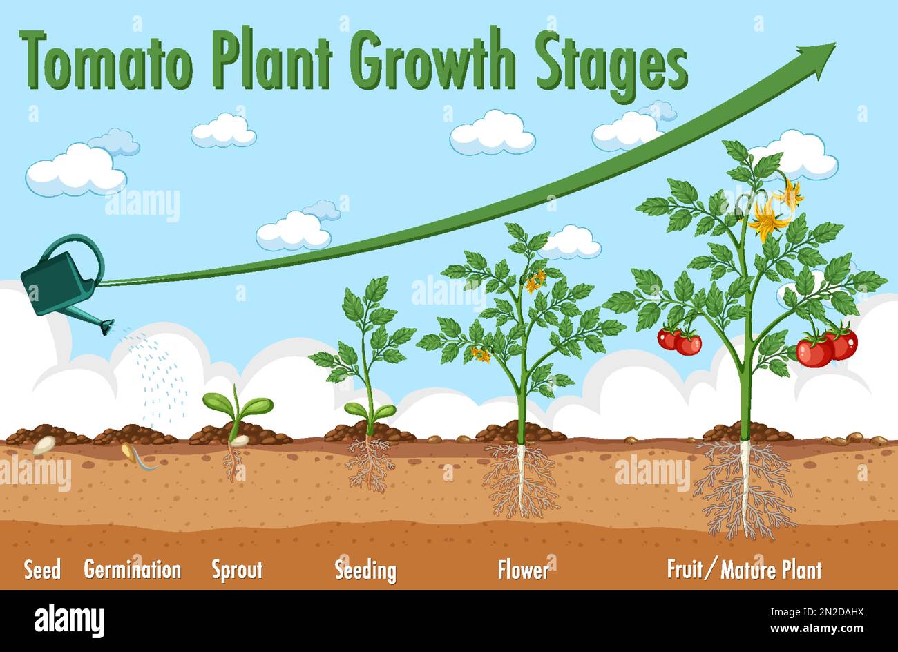 Illustration du schéma du cycle de vie de la plante de tomate Image ...