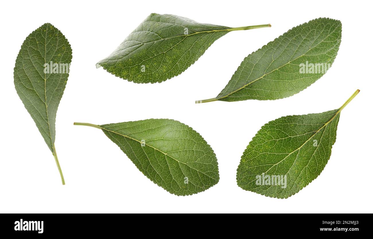 Feuilles de prunier Banque de photographies et d’images à haute ...