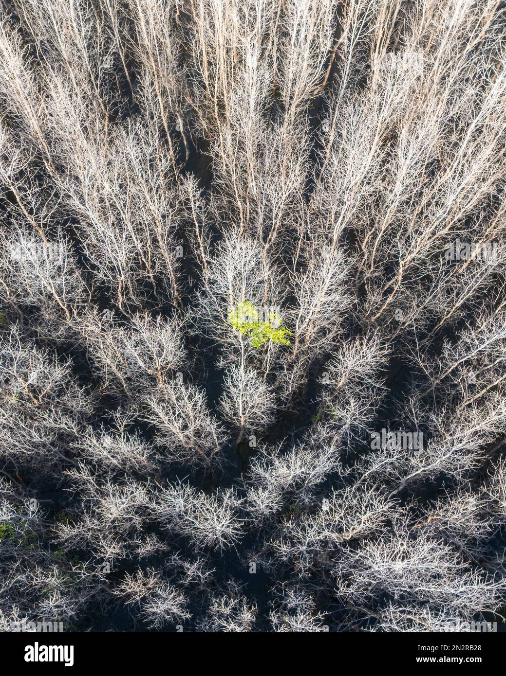 Vue aérienne d'un arbre vert solitaire qui pousse dans une forêt de ...