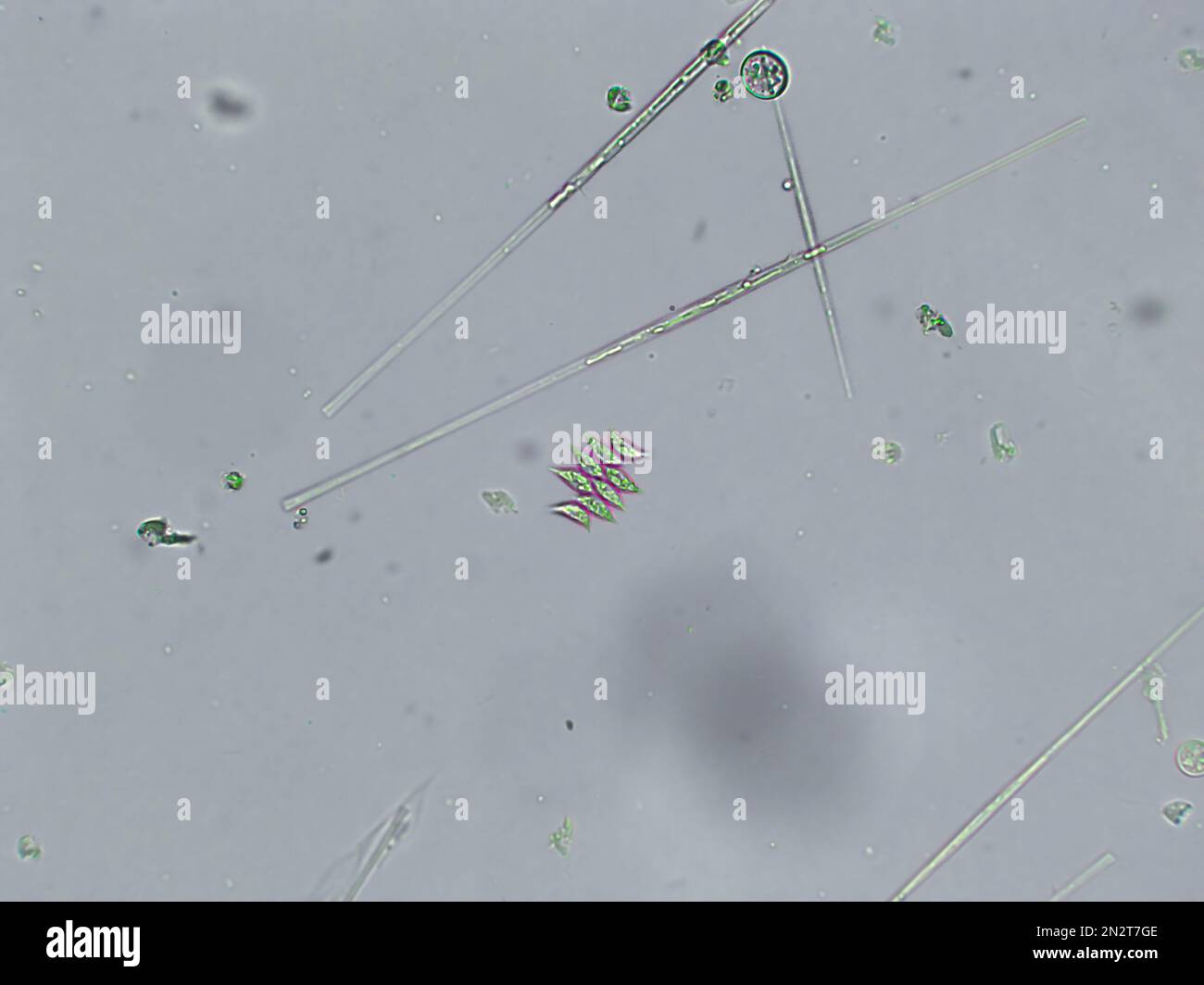 Eau de mer microscope Banque de photographies et d’images à haute ...