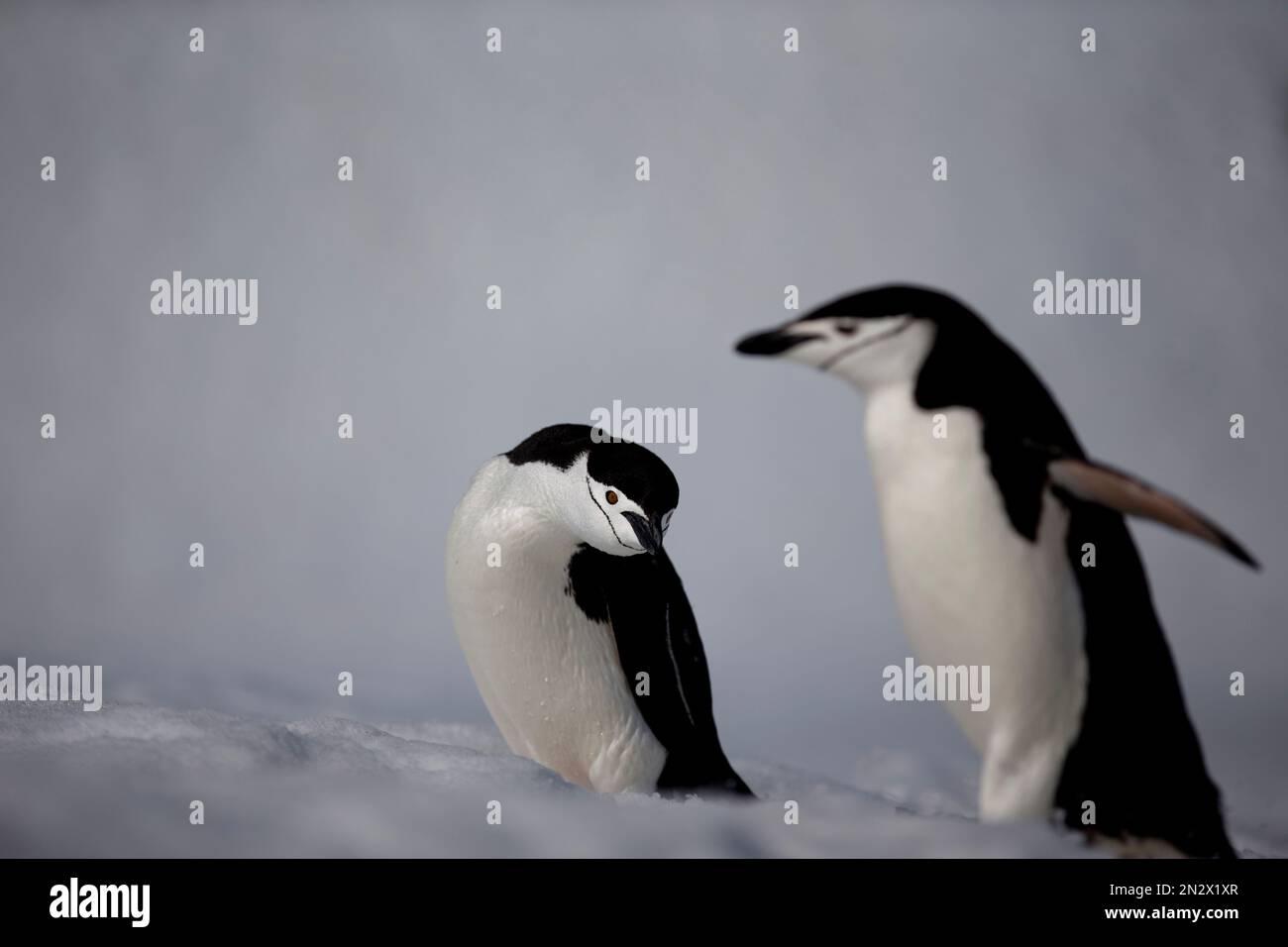 In this Jan. 24, 2015 photo, chinstrap penguins waddle on Robert Island ...