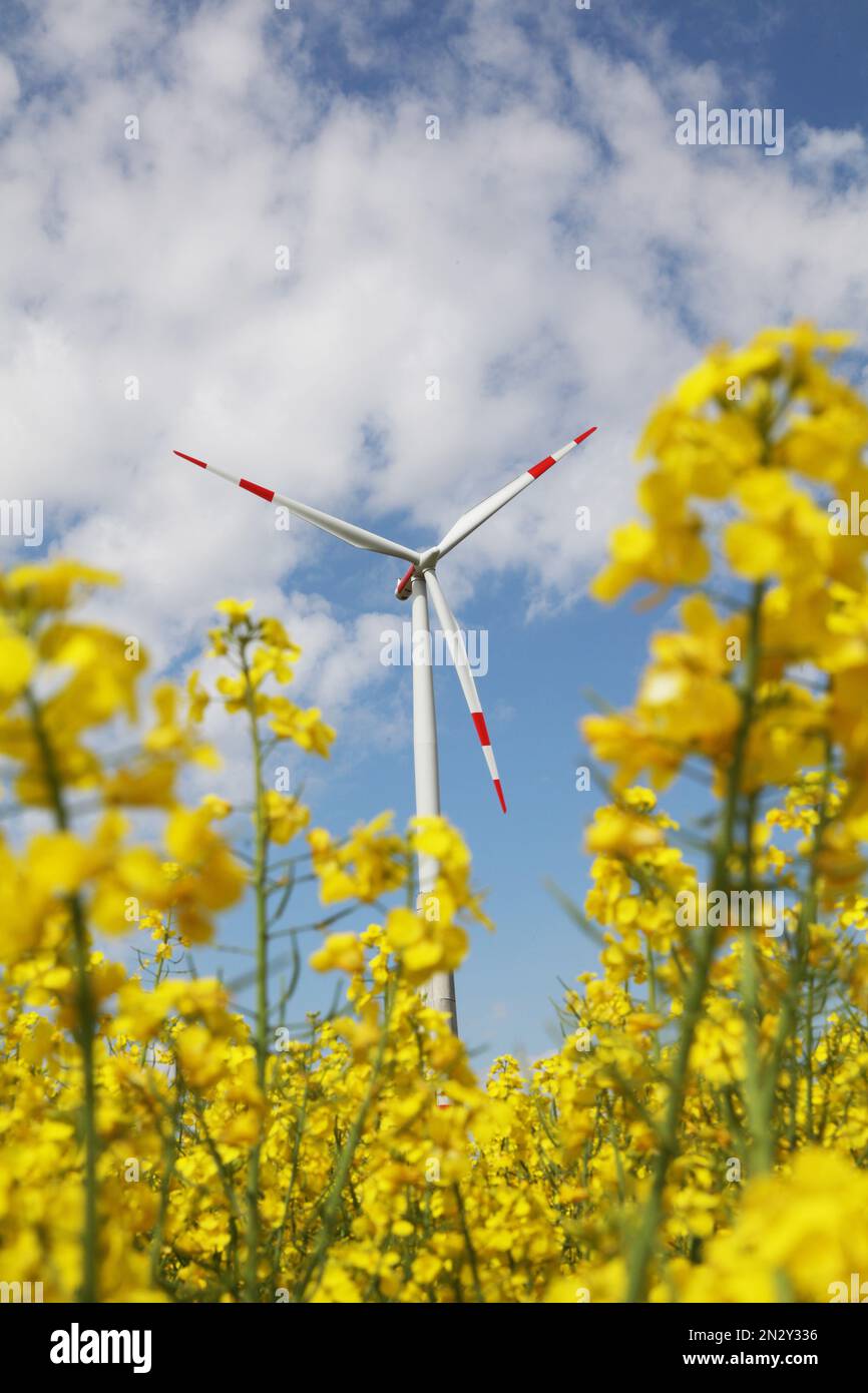 Champs de colza en fleurs Banque de photographies et d’images à haute ...