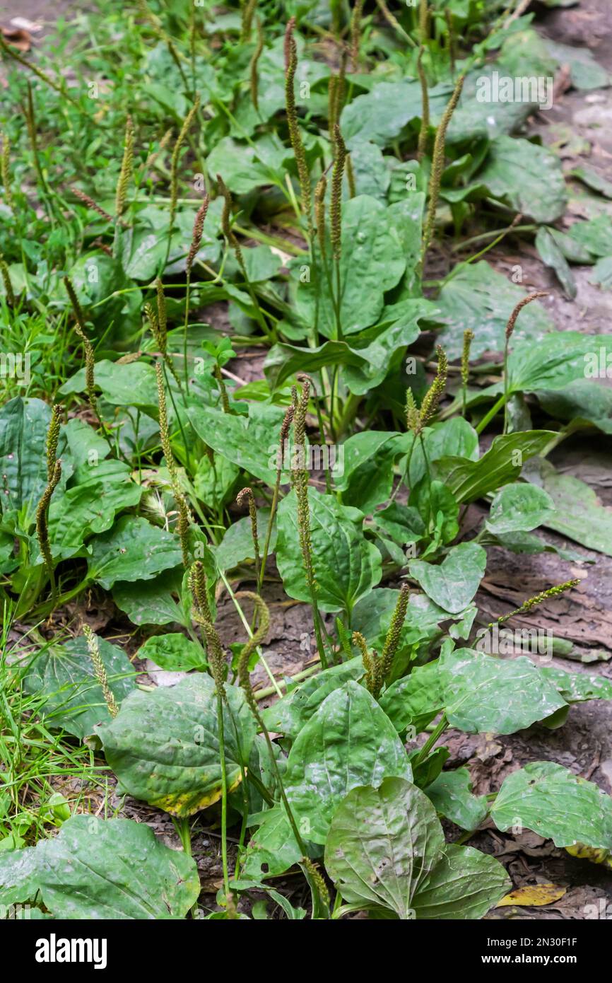 Plantago Major Plantago, Plantain, moût il y a 3-5 veines parallèles ...