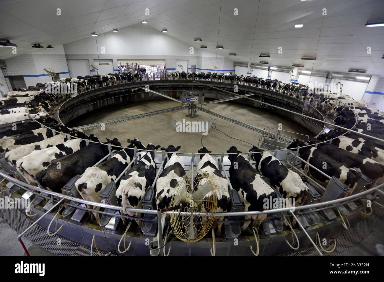 In this Monday, Jan. 26, 2015 photo, cows are milked on one of the ...