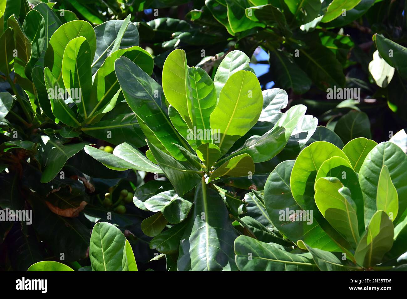 Sea poison tree Banque de photographies et d’images à haute résolution ...