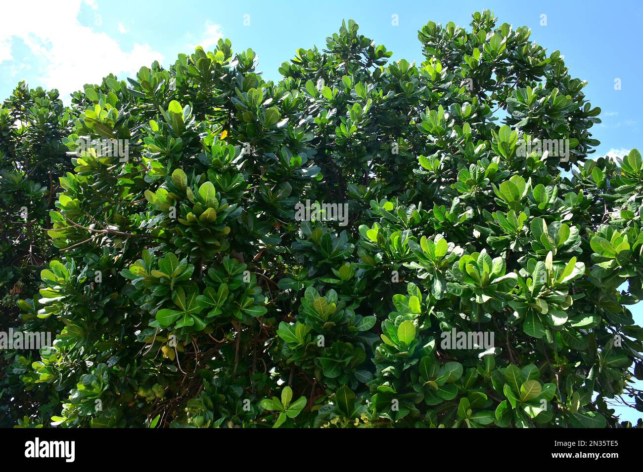 Sea poison tree Banque de photographies et d’images à haute résolution ...