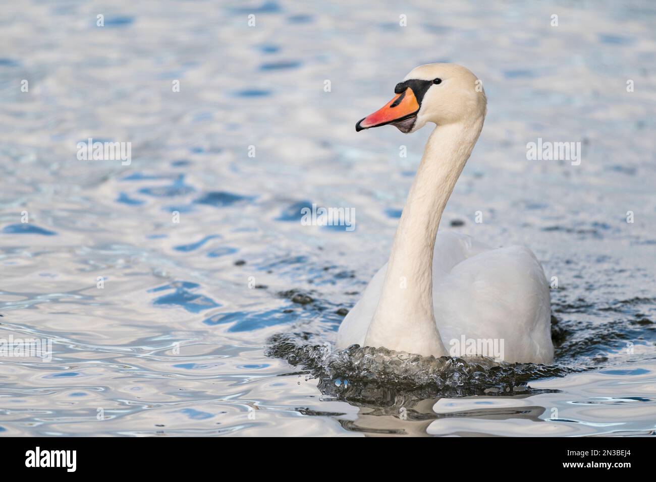 Swan picture Banque de photographies et d’images à haute résolution - Alamy