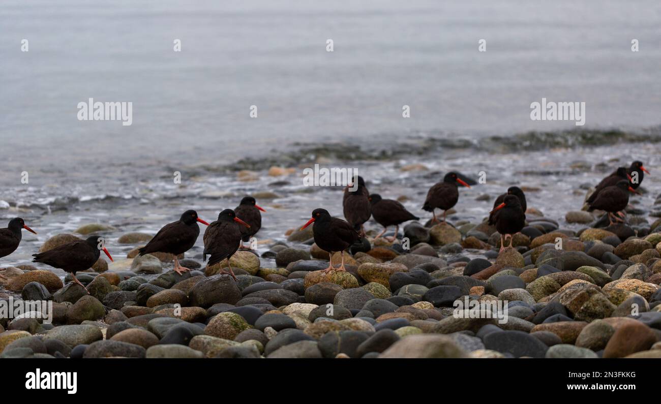 Davis bay Banque de photographies et d’images à haute résolution - Alamy