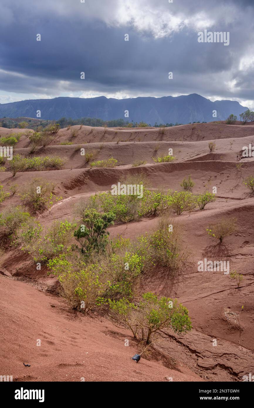 La terre rouge et la végétation clairsemée caractérisent le paysage de ...
