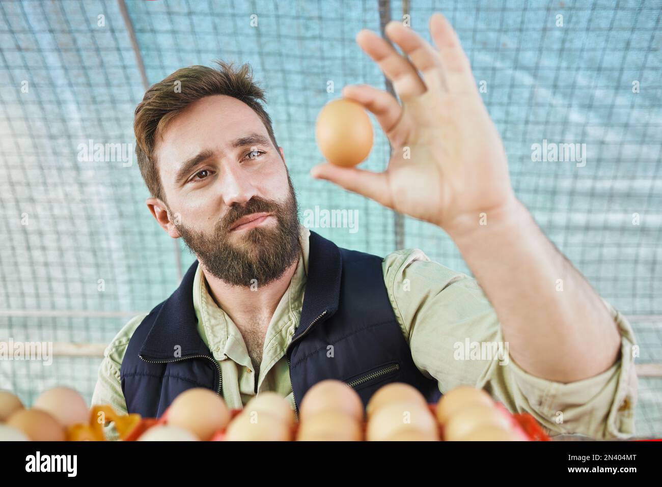 Ferme, agriculture et homme avec des oeufs en main pour l'inspection ...