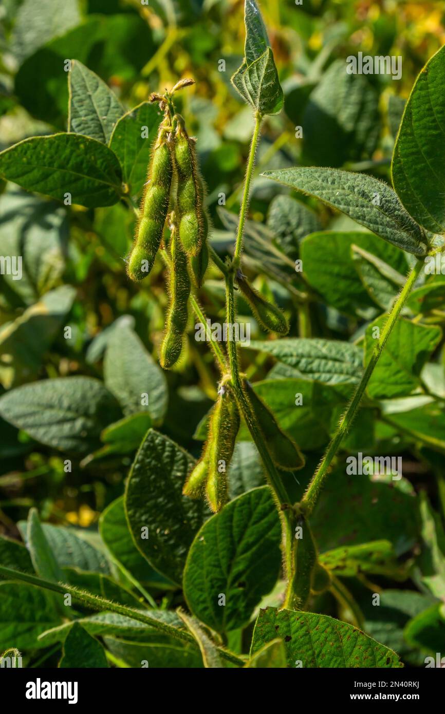 Soya bean plant Banque de photographies et d’images à haute résolution ...