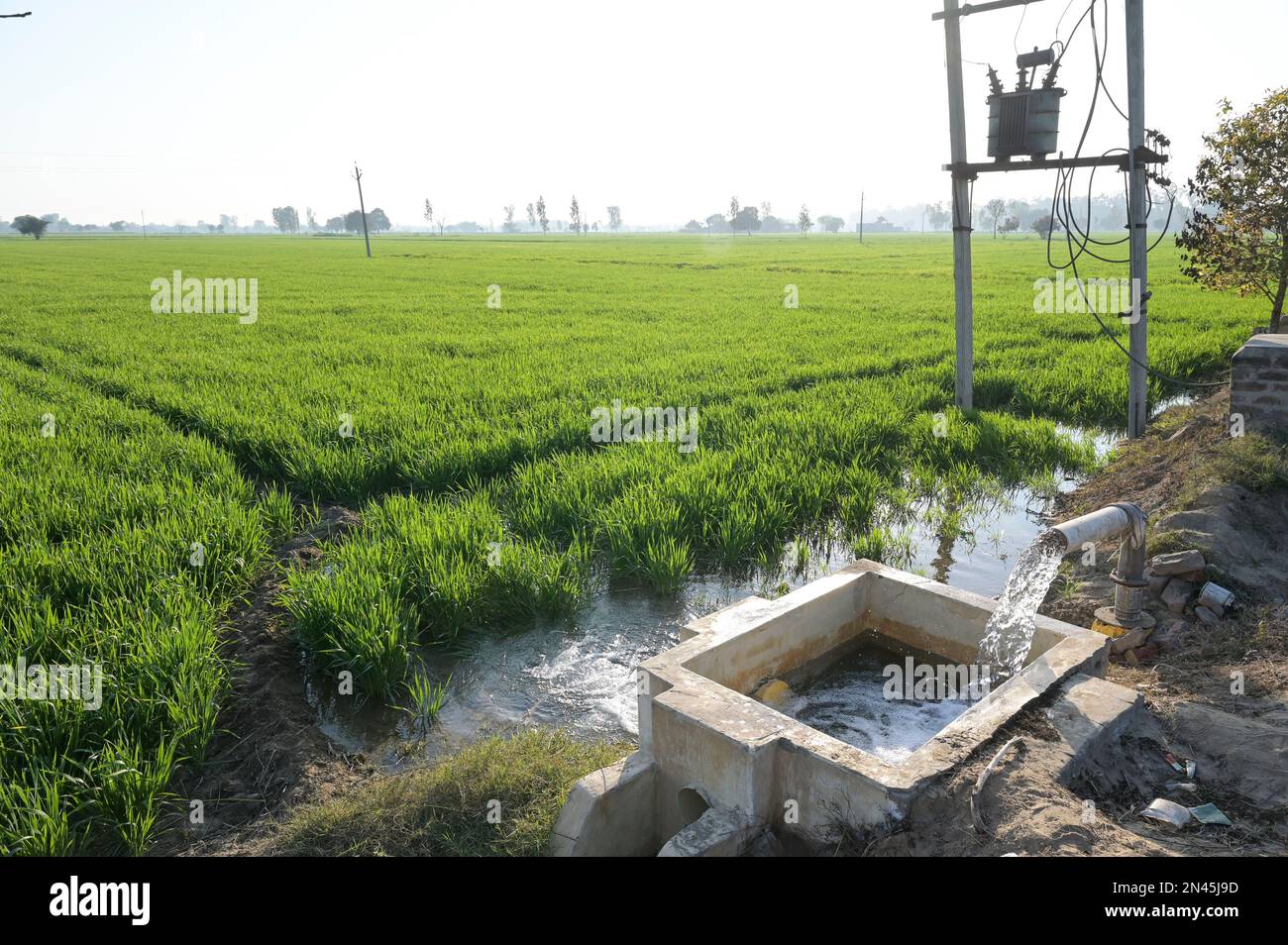 INDE, Punjab, Lehragag, champ de blé avec irrigation souterraine ...